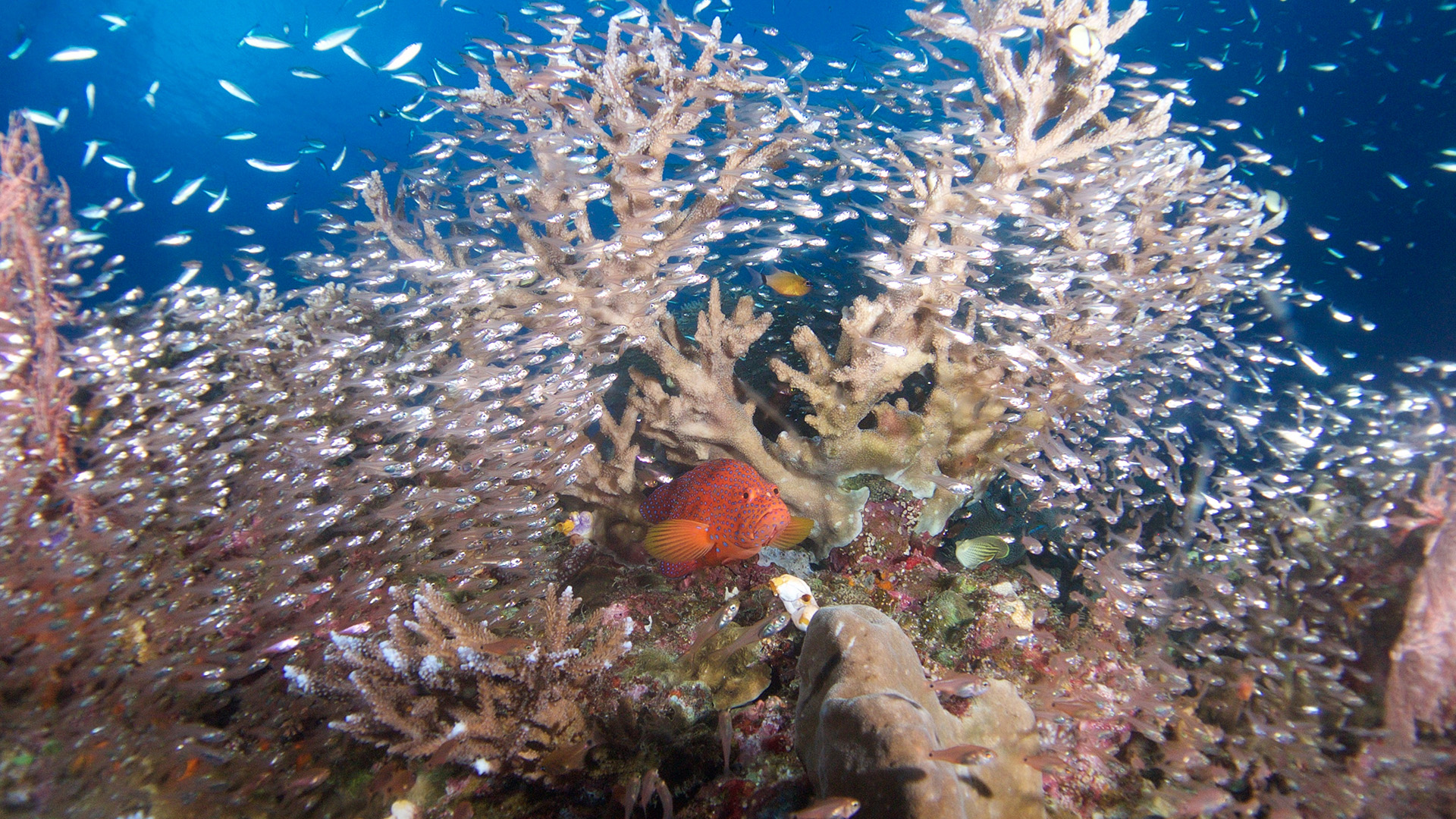 Ribbon Reefs - Spirit of Freedom